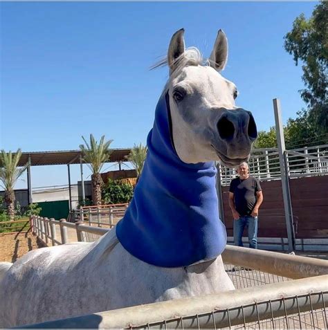 الخيول العربية الأصيلة On Reels Facebook