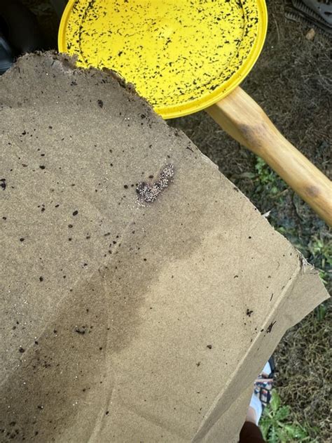 Found This In My Worm Bins R Vermiculture