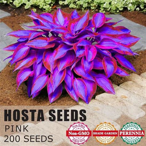Hosta Seeds Perennial Hosta Plants Grow Easily Rare Blue Purple Hosta