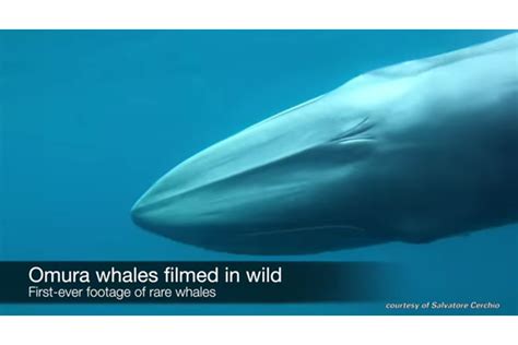 Extinct Whales