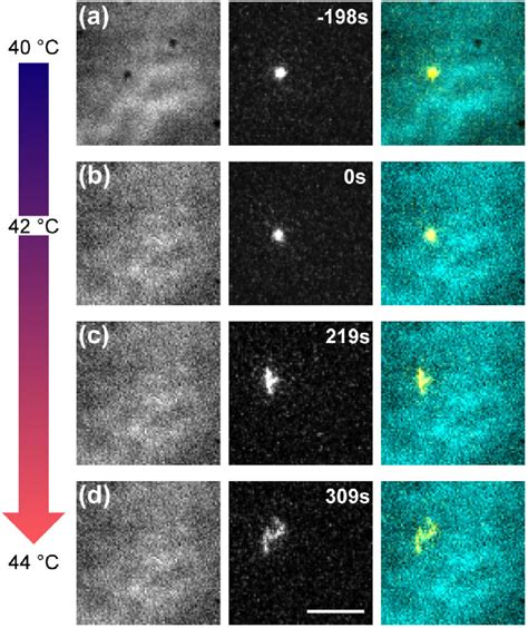 Time Course Of A Typical Decompaction Event For A 20 Kbp Dna Molecule Download Scientific