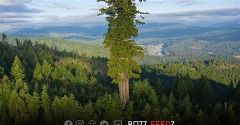 Hyperion Is The Tallest Tree In The World It Stands 380 Feet Tall And