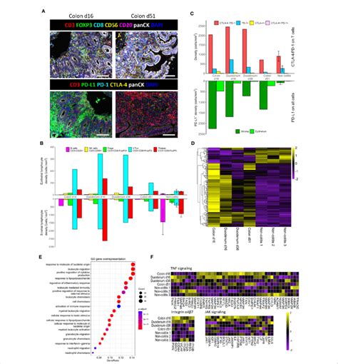 Multiplex Ihc And Rnaseq Analysis Of The Different Biopsies A