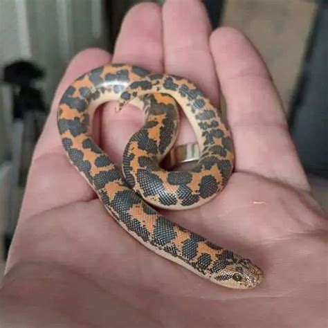 Kenyan Sand Boa Care Tank Diet Size Lifespan