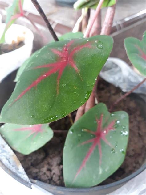 Daun Yang Sedang Naik Daun