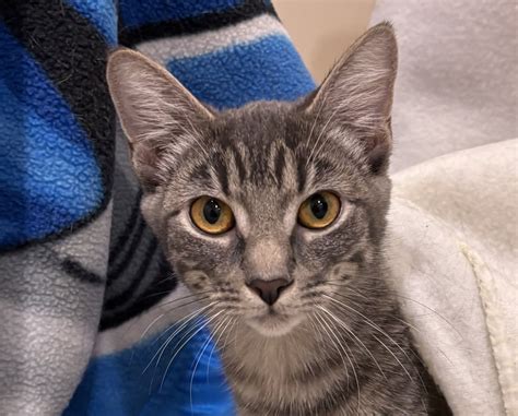 Pixie Is Adopted Happy Cats Haven