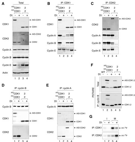 Quantitative Differences Between Cyclin Dependent Kinases Underlie The Unique Functions Of Cdk1