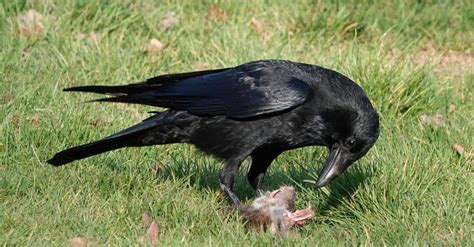 Crow Bird Facts A Z Animals