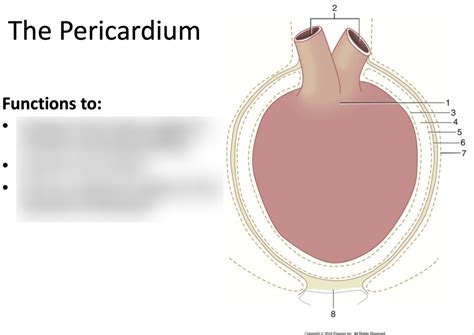 Pericardium Layers And Function Diagram Quizlet