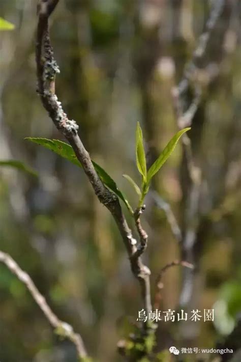 奇樹單樅 岩上珍最宜喝鳳凰單叢 每日頭條