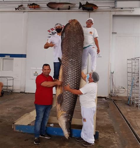Pirarucu Gigante Com 29 M E Pesando 220 Quilos é Capturado Por