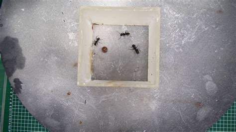 Drop Ant Detection Object Detection Dataset By 1