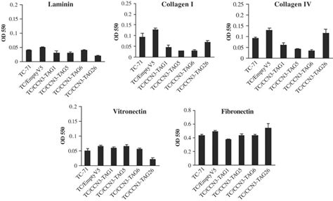 Effects Of Ccn3 Expression On The Adhesive Properties Of Tc 71 Es Download Scientific Diagram