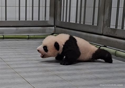 더쿠 오늘 아기판다 다이어리 시즌2에 올라온 쌍둥바오 사진들  8화 어제보다 더 사랑스러운 오늘