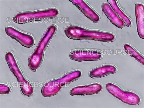 Botulism Bacteria