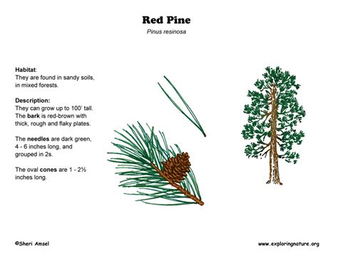 Pine Red Exploring Nature