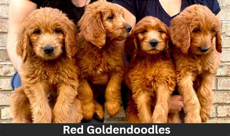 Red Goldendoodle Guide Traits Care And Grooming Tips