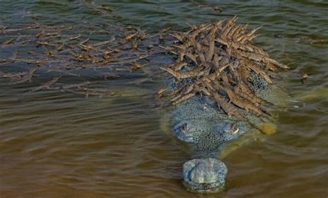 Indian Defence Review