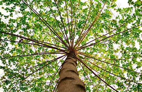 Worlds Top Ten Most Endangered Trees Environment Buddy Worlds Top Ten Most Endangered Trees Environment Buddy