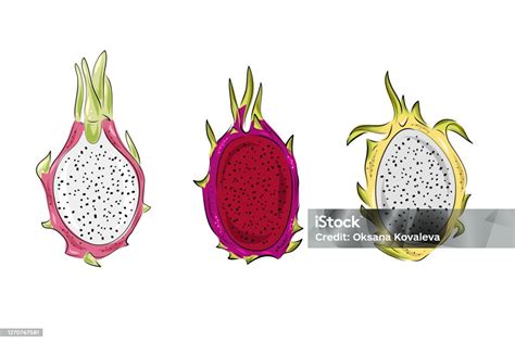 드래곤 과일 벡터 그래픽 세트 손으로 그린 열대 음식 일러스트 핑크 레드 옐로우 여름 드래곤프루츠 얇게 썬 피타하야 라벨 주스 포장 디자인 및 메뉴를 위한 식물 빈티지
