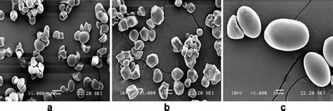 Scanning Electron Micrographs Of A Jackfruit Seed Starch B Corn