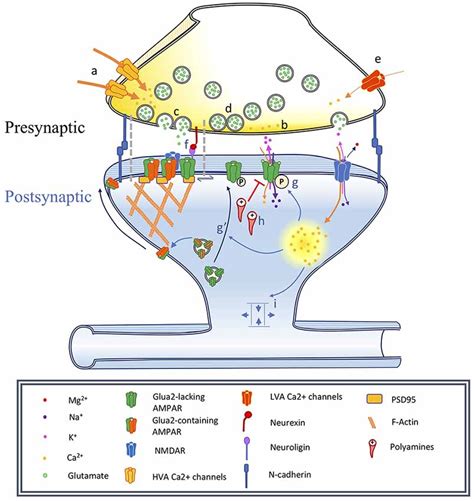 Frontiers Approaches And Limitations In The Investigation Of Synaptic