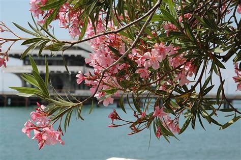 ელექტრონული რესურსები