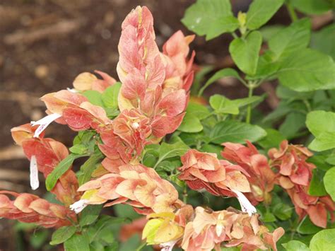 Белопероне Фото Комнатный – Telegraph