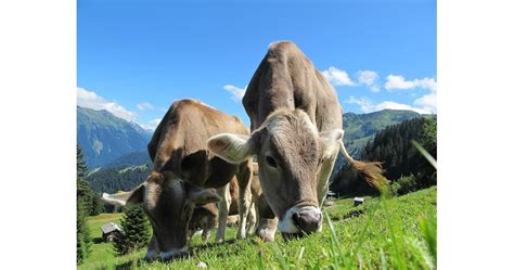 ЕС ще преразгледа законодателството за хуманно отношение към животните Български Фермер