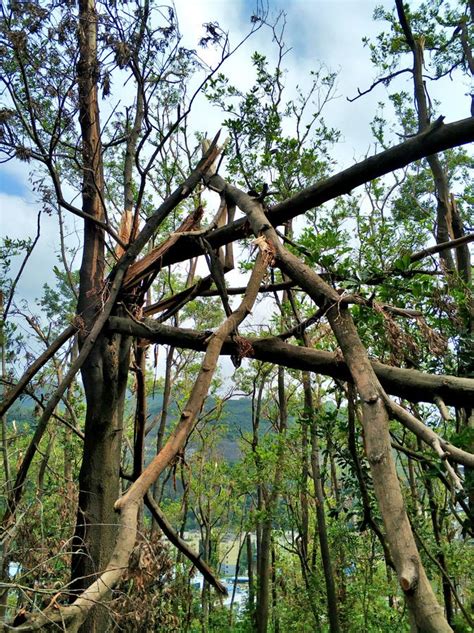 Tree Collapse After Typhoon Stock Photo Image Of China Branch