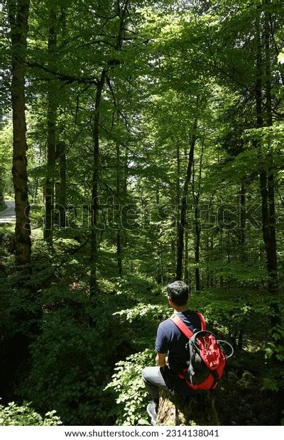 Man Looking Tall Tree Images Browse 1 522 Stock Photos Vectors Free Download With Trial