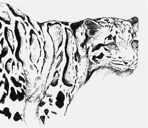 Clouded Leopard Drawing At PaintingValley Com Explore Collection Of Clouded Leopard Drawing