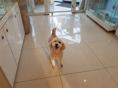 푸들 여아 무료분양합니다 강아지 무료분양 강아지무료분양 유기견보호센터 커뮤니티 애니멀러브