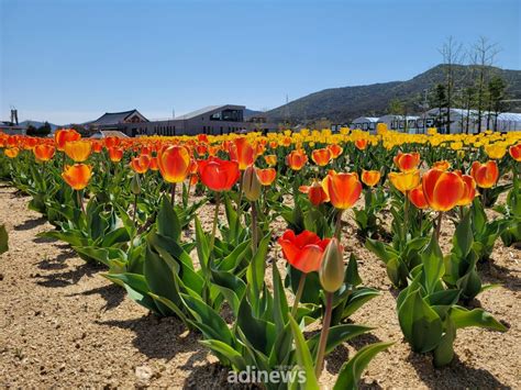 【포토】벚꽃지니 튤립이 봄맞네안동포타운 튤립축제 5만송이 꽃들의 향연 【포토】벚꽃지니 튤립이 봄맞네안동포타운 튤립축제 5만송이 꽃들의 향연
