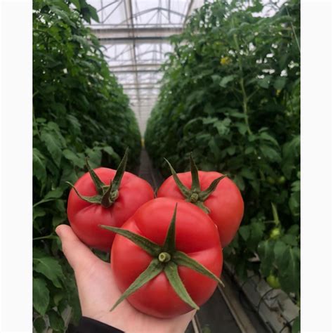 Продажа оптом помидоров, томатов из Туркменистана на экспорт по ...