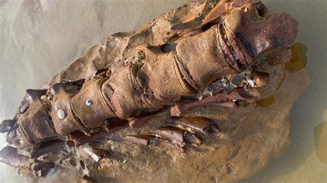 Mystery Ancient Whale Fossil Found In Ocean Grove Rock Pools The Mercury