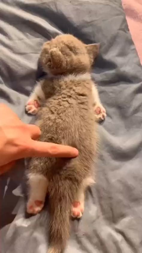 34 Warrior Cats Rule Ideas Funny Animals Cute Cats Cute Animals