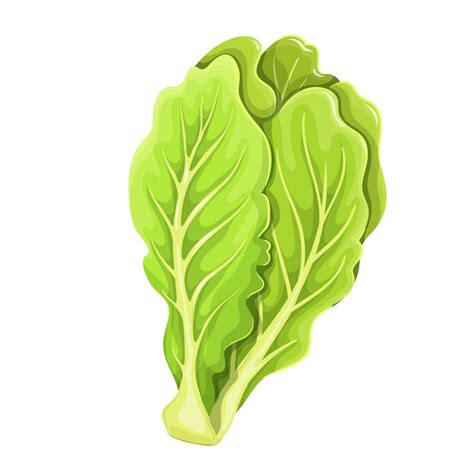 로메인 샐러드 양상추 식물 벡터 일러스트 레이 션 프리미엄 벡터