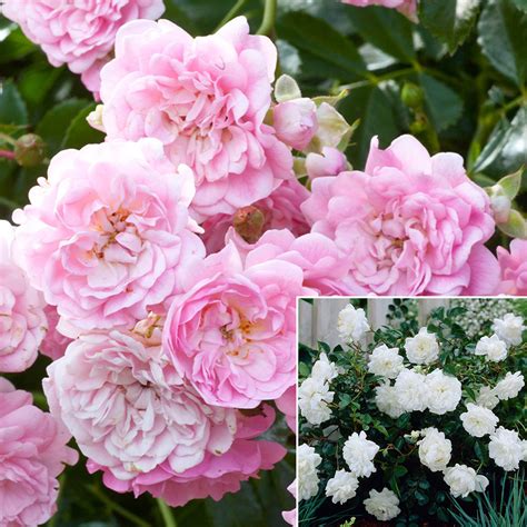 Fairy Rose Colour
