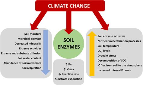 Figure 2 From Role Of Soil Microbiota Enzymes In Soil Health And