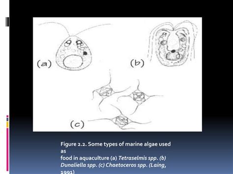 Microalgae PPTX Biological Sciences Science