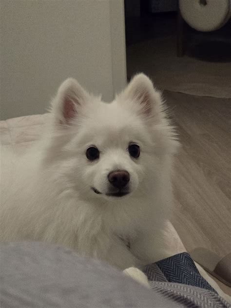 국제 강아지의 날 기념 울집 로띠 보고가~ 유머 움짤 이슈 에펨코리아