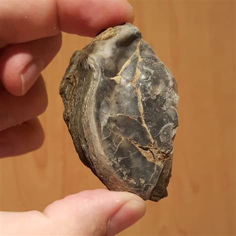 Can Someone Identify These Please Fossil ID The Fossil Forum