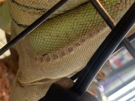 Anyone Know The Sex Of My Iguana From Viewing These Pics R Iguanas