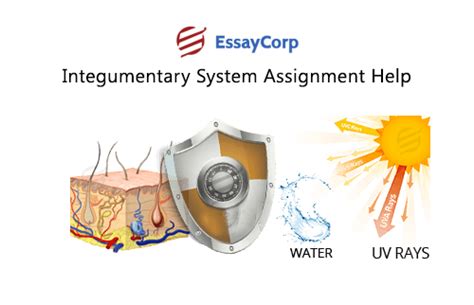 integumentary system assignment help and homework help