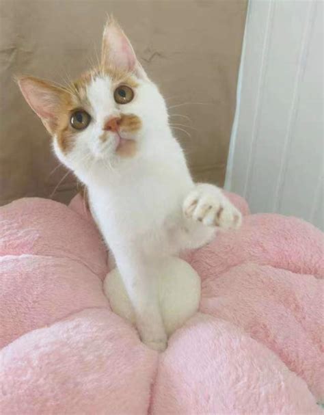 活泼可爱的小猫咪等待领养 领养猫咪
