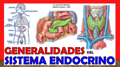 🥇 Sistema Endocrino En 12 Minutos ¡fácil Y Sencillo Youtube