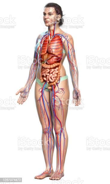3d 여성 내부 장기 및 순환 시스템의 의학적으로 정확한 그림을 렌더링n 3차원 형태에 대한 스톡 사진 및 기타 이미지 3차원 형태 건강관리와 의술 과학 Istock