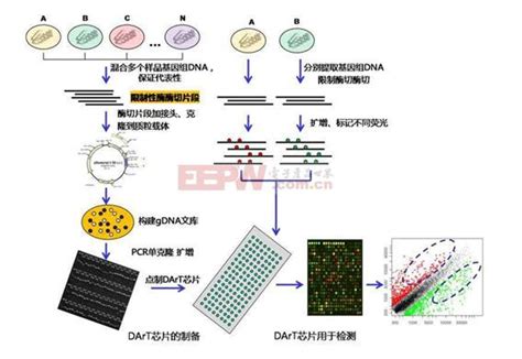 基因芯片的概念 基因芯片的名词解释 基因芯片属于 大山谷图库