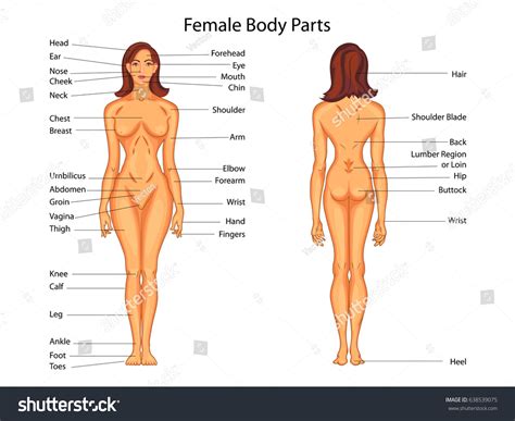 Medical Education Chart Biology Female Body Stock Vector Royalty Free